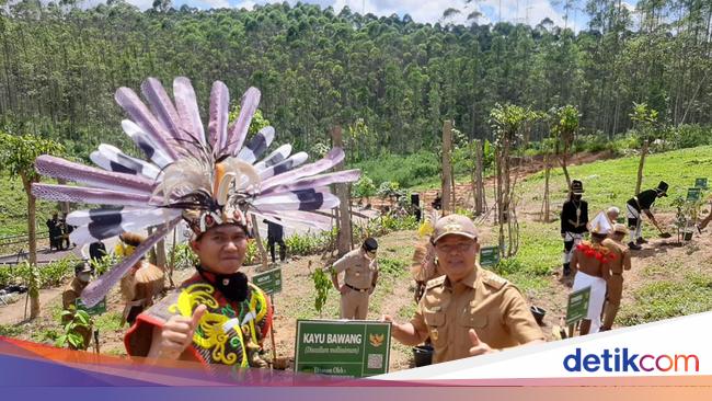 Tanam Pohon Kayu Bawang di IKN, Gubernur Bengkulu: Simbol Kehidupan Baru