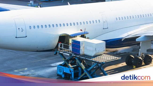 Terungkap! Kargo Pesawat Bukan Tidak Mungkin Angkut Ular dan Tarantula