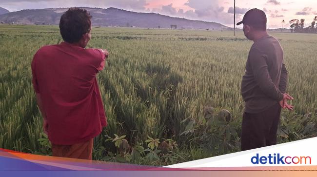 Turun dari Mobil, Pria di Jember Ini Dibacok Pemotor Hingga Tewas Turun dari Mobil, Pria di Jember Ini Dibacok Pemotor Hingga Tewas