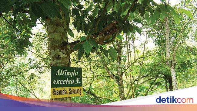 Rasamala, Pohon dari Gunung Halimun Salak yang Ditanam di IKN