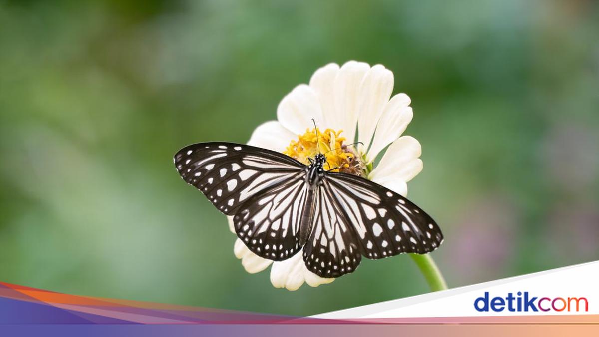 11 Contoh Simbiosis Mutualisme dan Penjelasannya