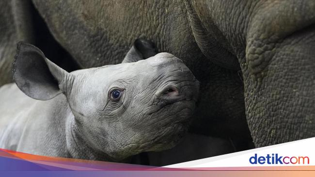 Badak Hitam yang Terancam Punah Lahir di Ceko, Dinamai Kyiv