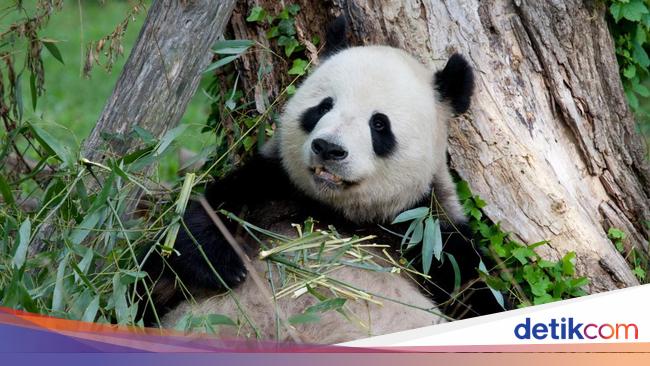 Yuk, Senyum Dulu Lihat Foto Panda Si Mageran dan Tukang Makan