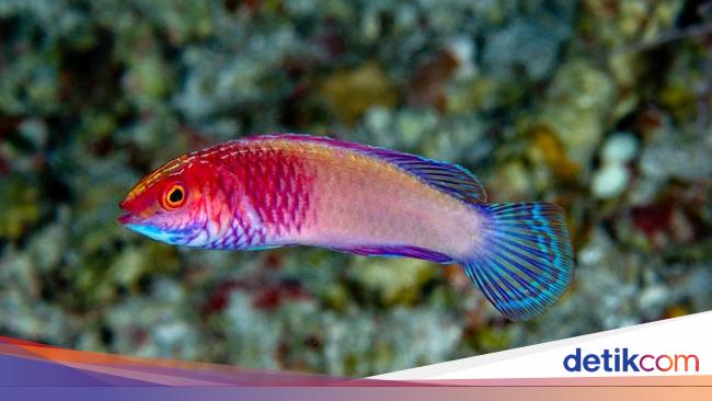 Spesies Ikan Secantik Ini Baru Ditemukan di Maldives, Mau Lihat?