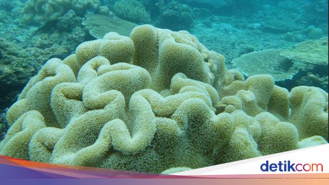 Menyelami Keindahan Pulau Dionumo dan 3 Spot di Dalamnya Menyelami Keindahan Pulau Dionumo dan 3 Spot di Dalamnya