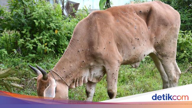 Australia Khawatirkan Wabah Penyakit Kulit Ternak Sapi di Indonesia ...