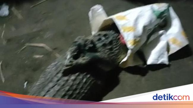 Buaya yang Hebohkan Warga Kediri Berhasil Ditangkap