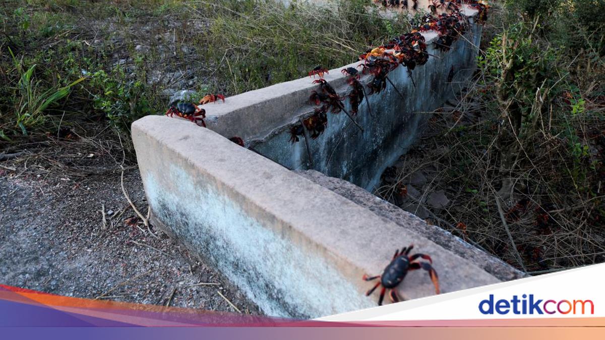 Berasal dari Spesies Purba, Kepiting Ini Mampu Bermigrasi Darat-Laut ...