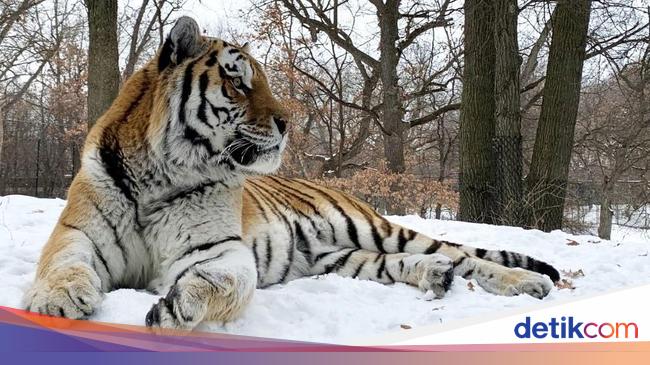 Putin Mati-Pro Kontra Baju Seksi di Disney World