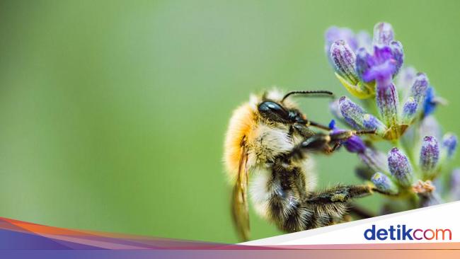 Mengenal Nektar, Cairan pada Bunga yang Diserap Lebah