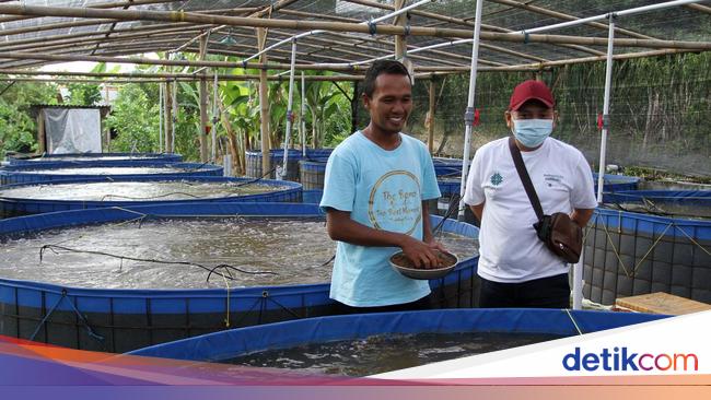 Budidaya Ikan dengan Sistem Bioflok di Brebes