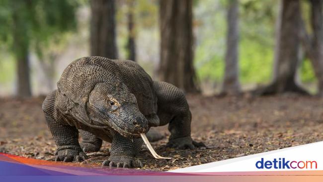 Perhatian! Jumlah Wisatawan ke TN Komodo Akan Segera Dibatasi