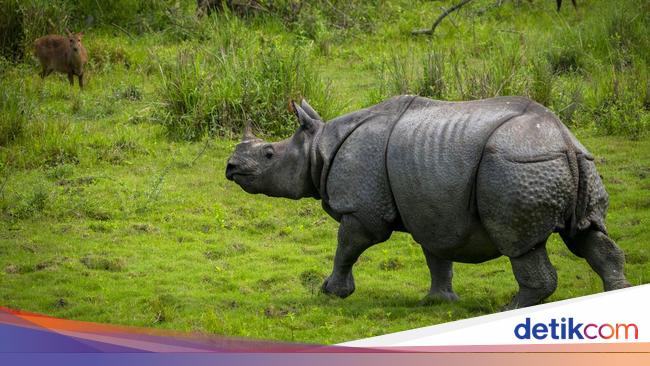 Mengapa Badak Kulitnya Tebal dan Kuat?