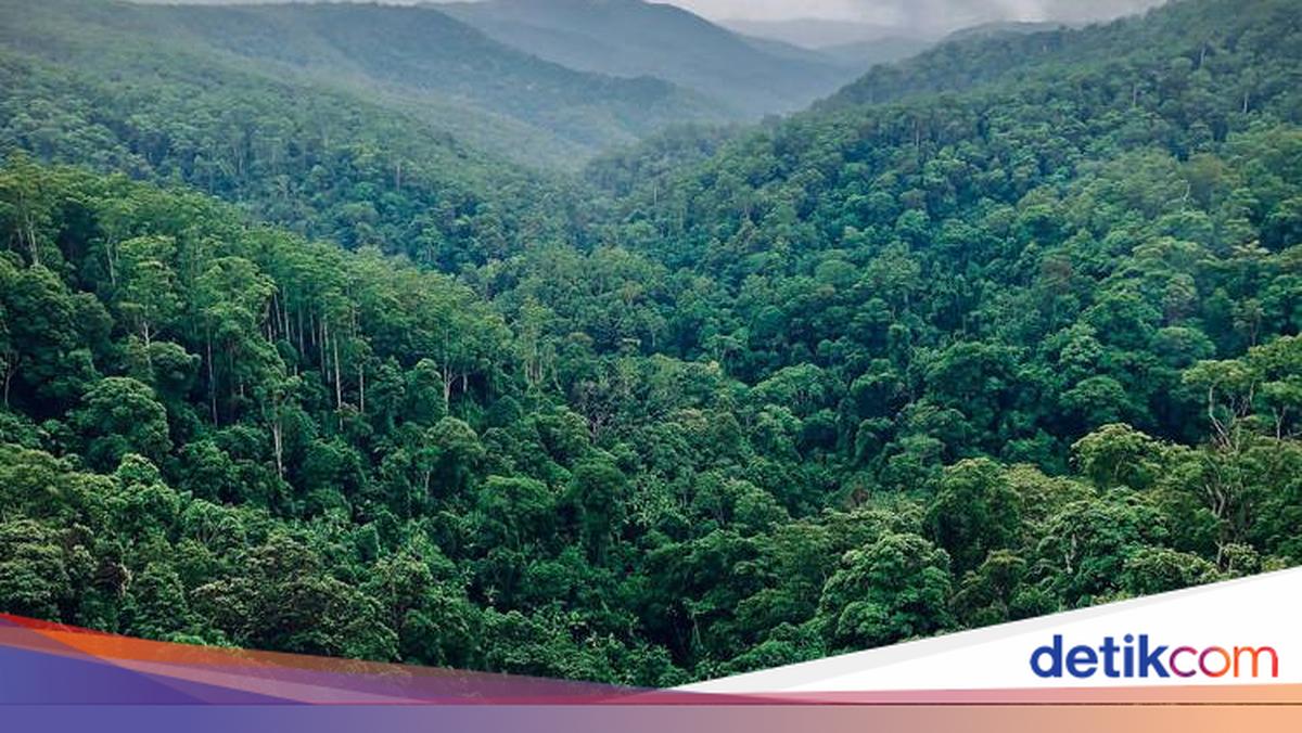 7 Hutan Paling Berbahaya di Dunia, Amazon Pertama