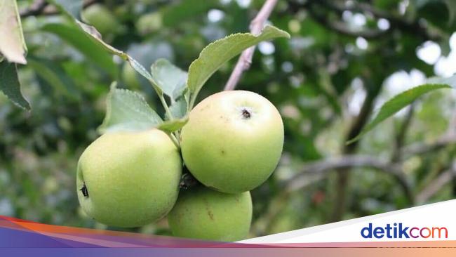 Mengenal 6 Varian Buah Apel Khas Malang
