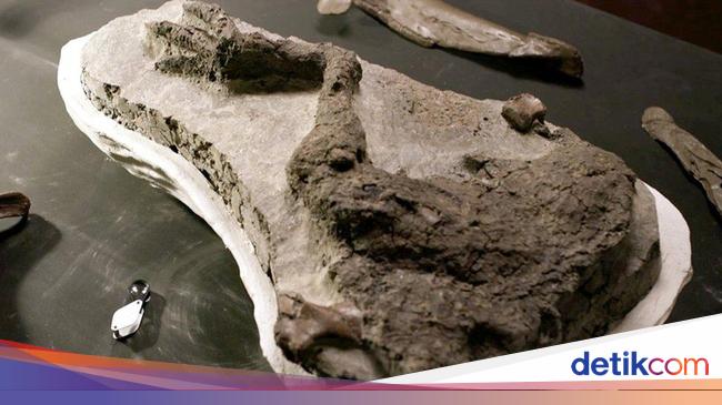 Ilmuwan Chile Temukan Fosil Dinosaurus Berparuh Bebek Ilmuwan Chile Temukan Fosil Dinosaurus Berparuh Bebek