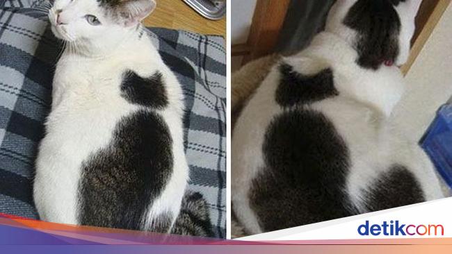 Kumpulan Potret Kucing dengan Motif Unik di Dunia