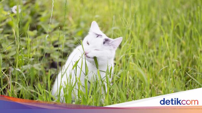 Kucing Terkadang Suka Makan Rumput, Ternyata Ini Alasannya