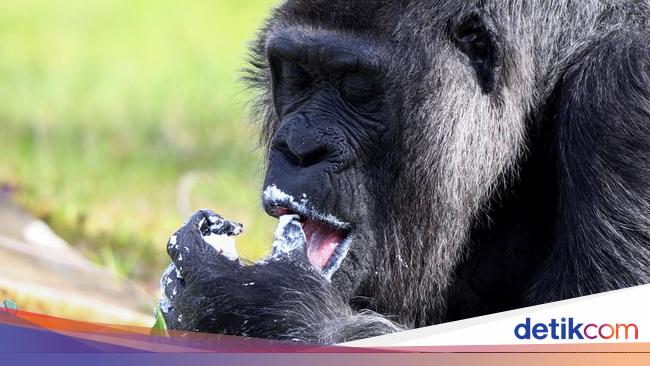 Mengenal Perilaku Harian Gorila, Primata dengan DNA Menyerupai Manusia
