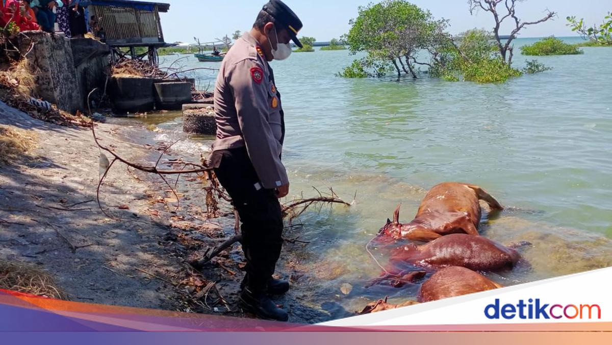 Heboh Belasan Bangkai Sapi Ditemukan Mengambang di Pantai
