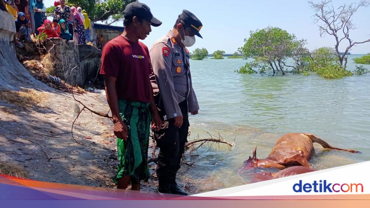 Bangkai Sapi Mengambang di Pantai Camplong, Polisi Koordinasi dengan Dinas
