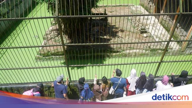Pegawai Kebun Binatang Banjarnegara Tewas Saat Bersihkan Kandang Harimau Pegawai Kebun Binatang Banjarnegara Tewas Saat Bersihkan Kandang Harimau
