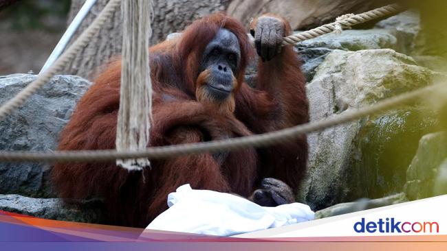 Selamat Ulang Tahun Orang Utan Tertua di Dunia!