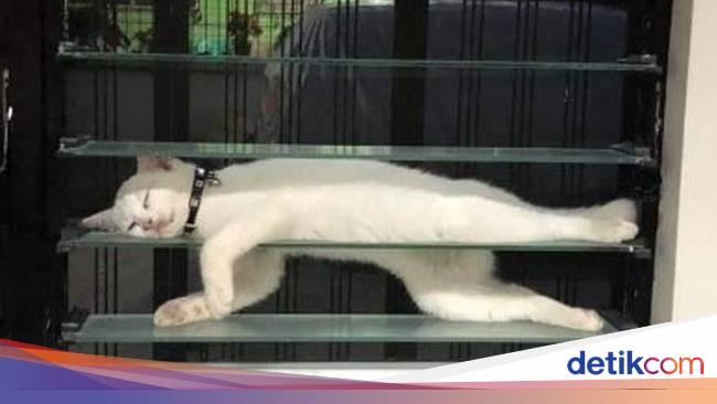 Aksi Konyol Kucing yang Bikin Geleng-geleng Kepala