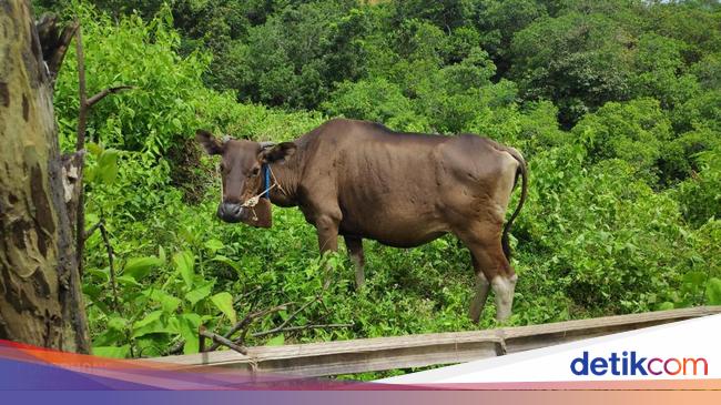 Curi 3 Sapi, Dua Pria Lombok Dibekuk di Tengah Hutan