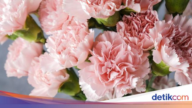 5 Fakta Bunga Anyelir yang Cantik dan Penuh Makna