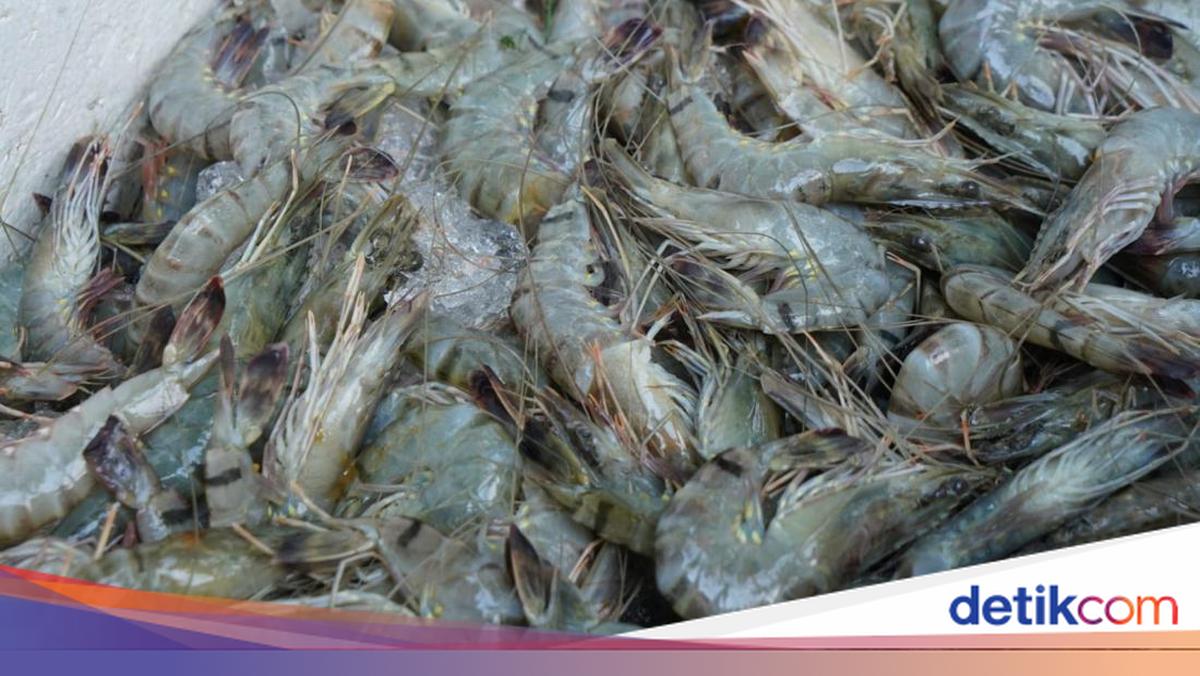 Drama Udang Radioaktif Berakhir, Harga Kembali Normal!