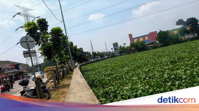 Begini Wajah Situ Ciledug Tangsel yang Dipenuhi Eceng Gondok