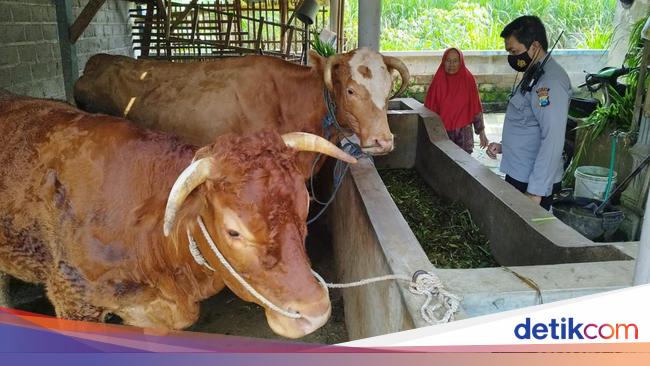Terus Meningkat, 509 Sapi di Kabupaten Malang Terserang Wabah PMK