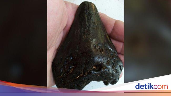 Gigi Megalodon Ditemukan, Hiu Monster Penguasa Lautan Gigi Megalodon Ditemukan, Hiu Monster Penguasa Lautan