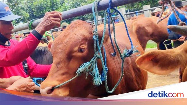 6 Kasus Penyakit Sapi Jembrana Terdeteksi di Sumsel