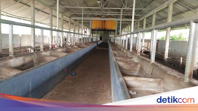 Peternak Sapi Sampang Madura Pilih Kosongkan Kandang Saat Wabah PMK di Jatim