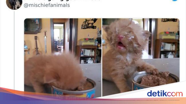 10 Kelakuan Absurd Hewan Peliharaan yang Kocak Banget