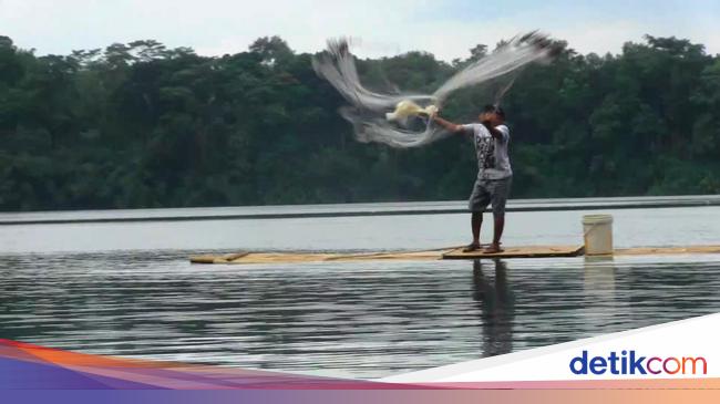 Viral Ikan Raksasa di Ranu Pakis Lumajang, Ini Penjelasan Sebenarnya