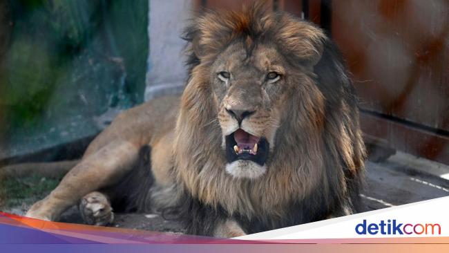 Singa Kabur dari Kandang Berujung Ditembak Mati