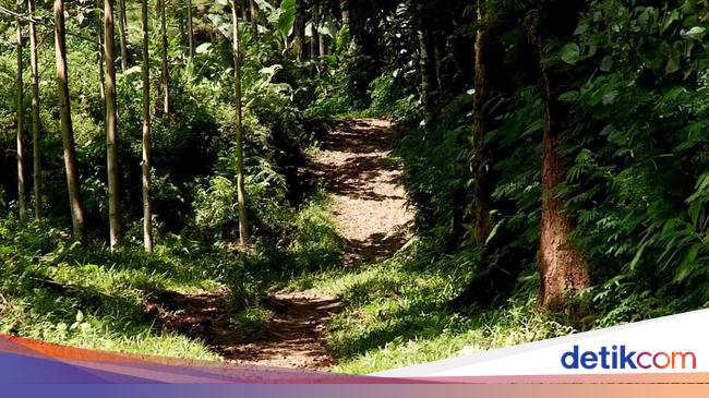 Lokasi Pasti KKN Desa Penari Diungkap Kades Bayu Banyuwangi