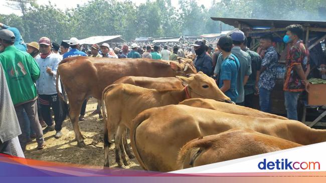 Pedagang Keluhkan Harga Sapi Anjlok di Bangkalan Dampak PMK