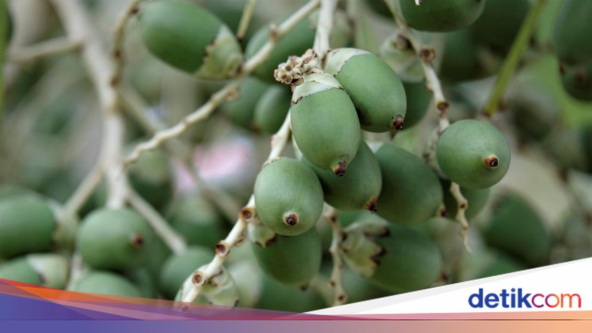 Cara Meracik Buah Pinang Muda untuk Obat dan Manfaatnya yang Bisa Didapat