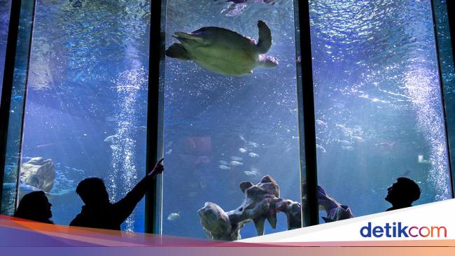 Melihat dari Dekat Penyu Hijau Raksasa di Inggris