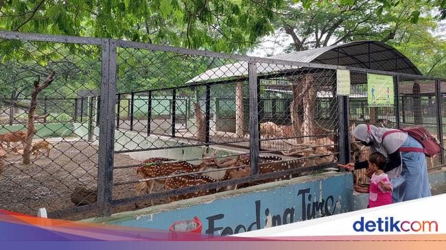 Dua Wahana Kebun Binatang Surabaya Ditutup Antisipasi Wabah PMK