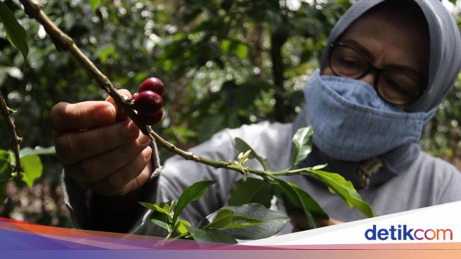 Tangan Dingin Eti Sumiati Antar Kopi dari Ibun ke Luar Negeri