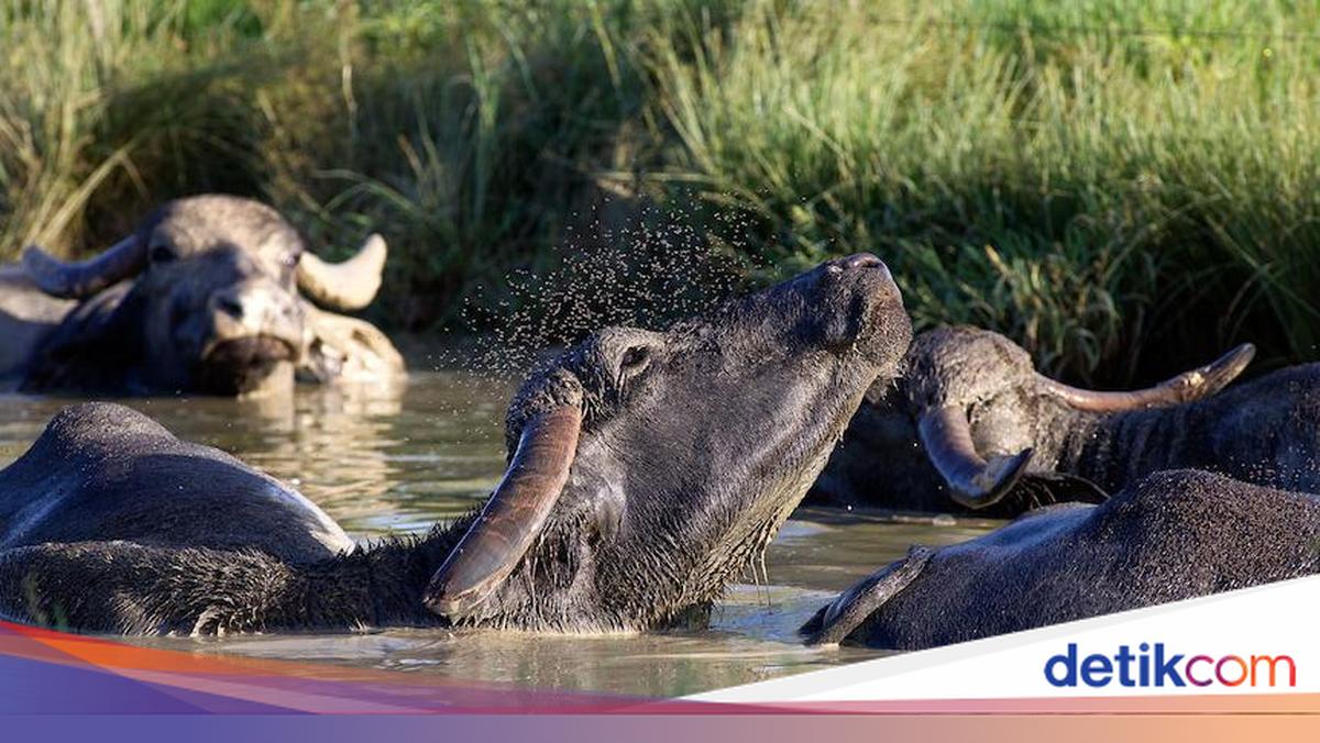 Arti Istilah Sunda Tuturut Munding, Hindari Sifat Ini!