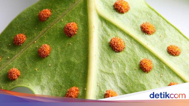 Spora: Pengertian dan Contoh Tumbuhannya
