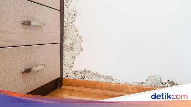 5 Cara Basmi Jamur di Dinding yang Subur Saat Musim Hujan