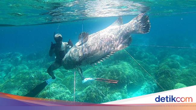 2 Kerapu Raksasa Ditangkap Pakai Panah Nelayan Sulawesi, Ada Beratnya ...