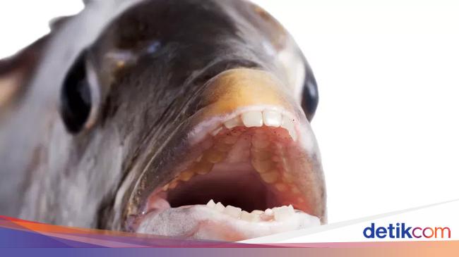 Unik! Ikan Sheepshead Punya Gigi Mirip Manusia, Begini Penampakannya